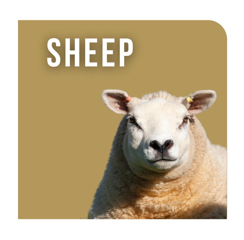 Sheep – Mayo Animal Healthcare