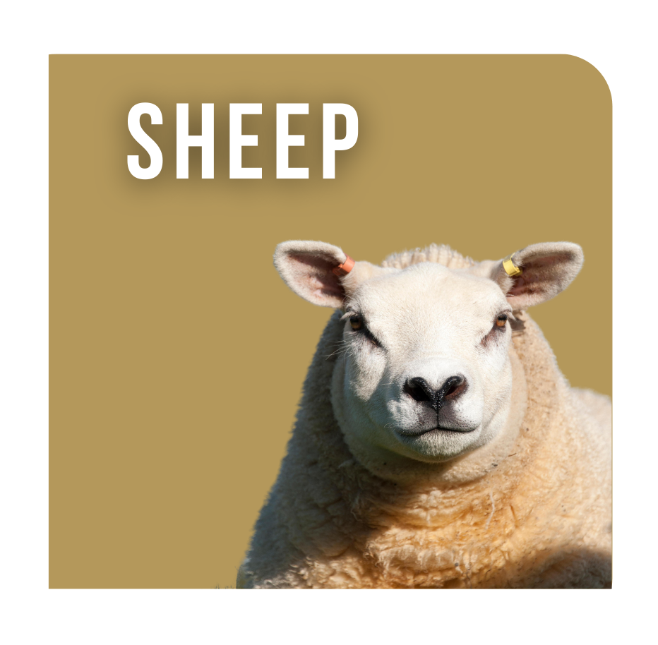 Mayo Animal Healthcare