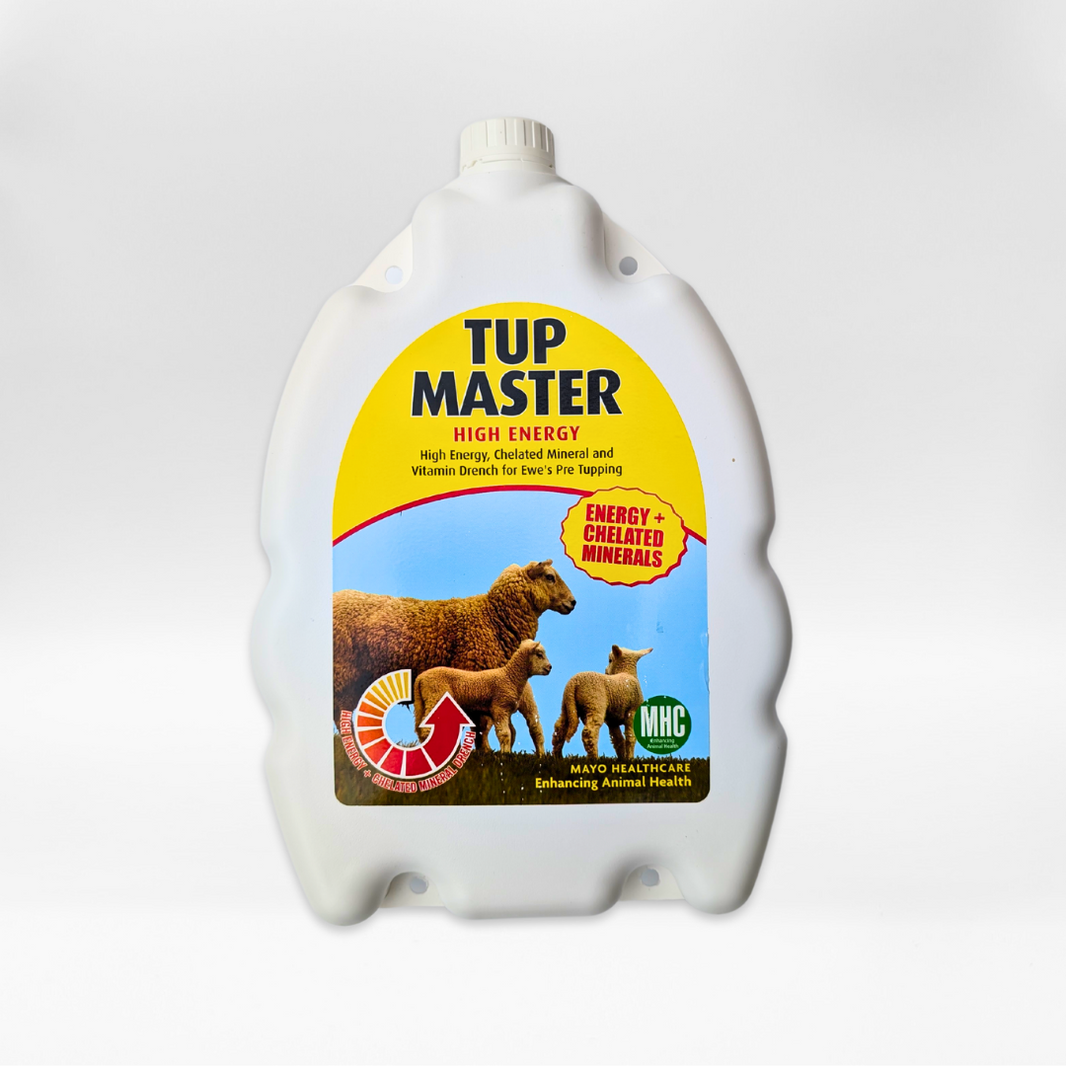 Sheep – Mayo Animal Healthcare