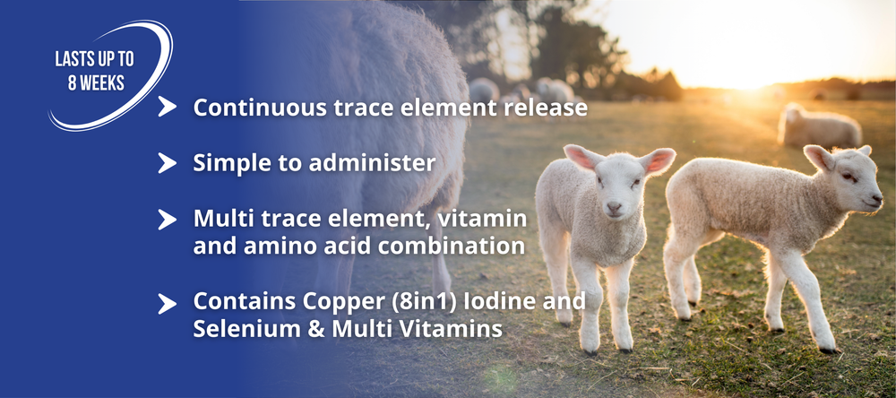 Turbo Lamb 7in1 – Mayo Animal Healthcare