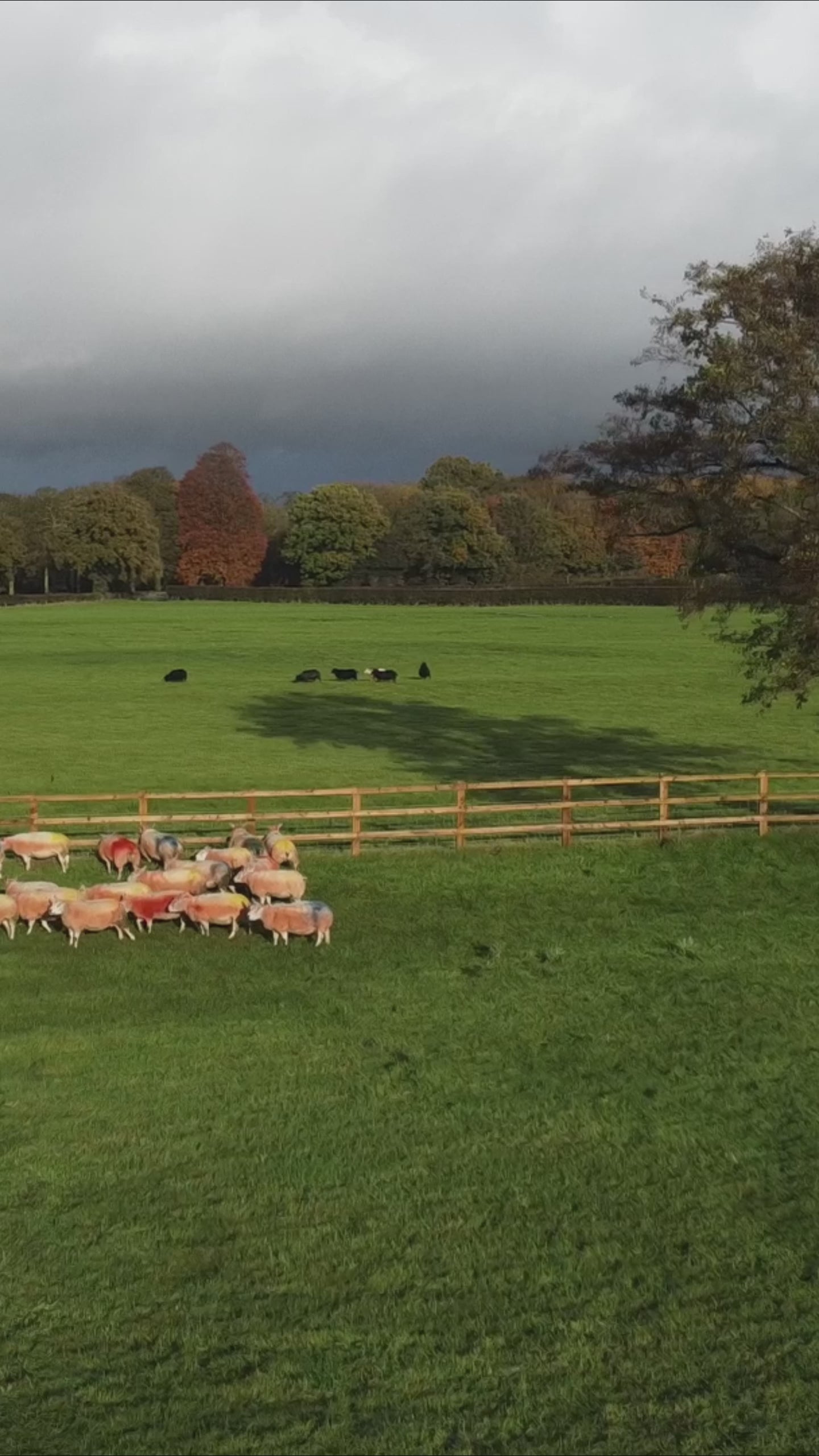 Sheep – Mayo Animal Healthcare